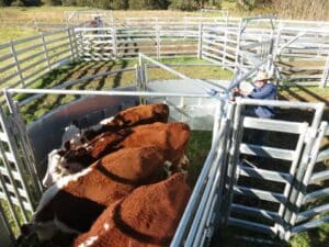 How to Choose the Right Cattle Working System for Your Operation - 4 ...