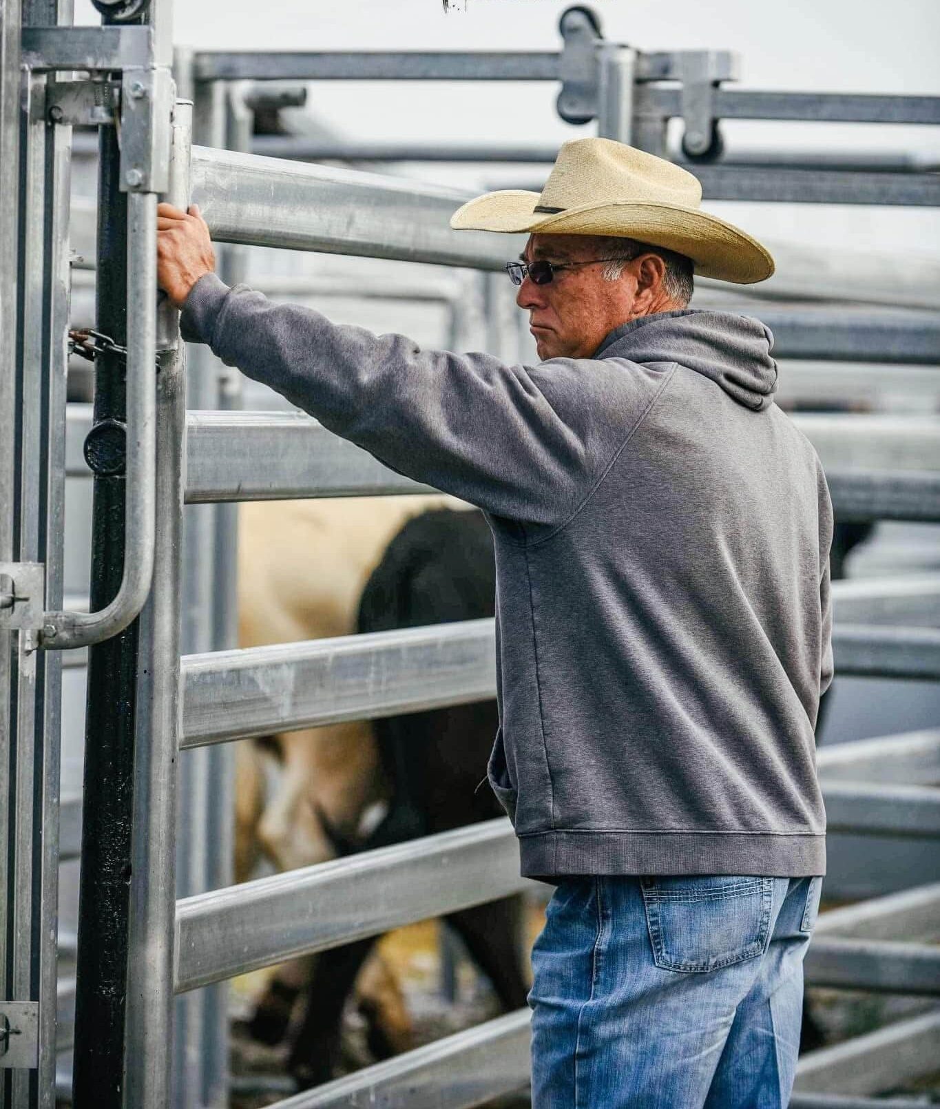 How to Choose the Right Cattle Working System for Your Operation - 4 ...
